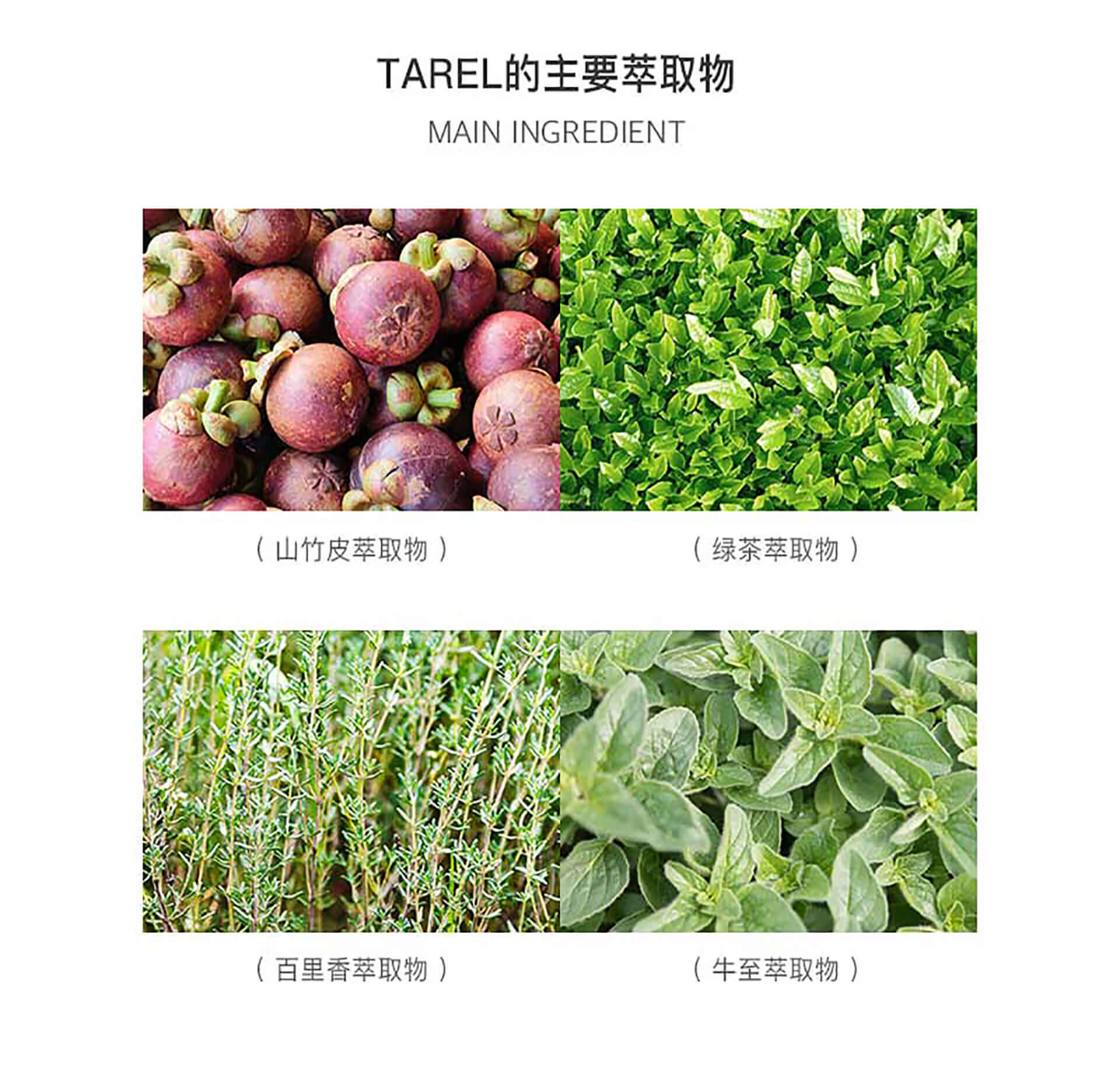 Tarel AC 修复膏 - Dermind